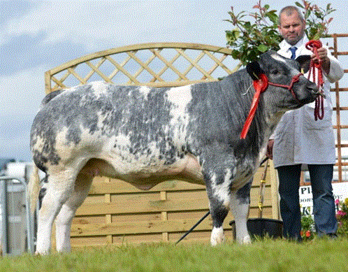 Belgian Blue Bull Meat